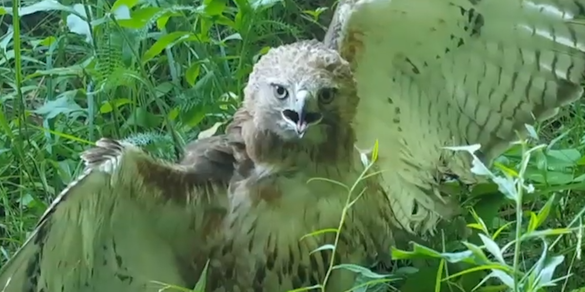 Hawk Stops To Say Thanks Before Flying Away - Videos - The Dodo