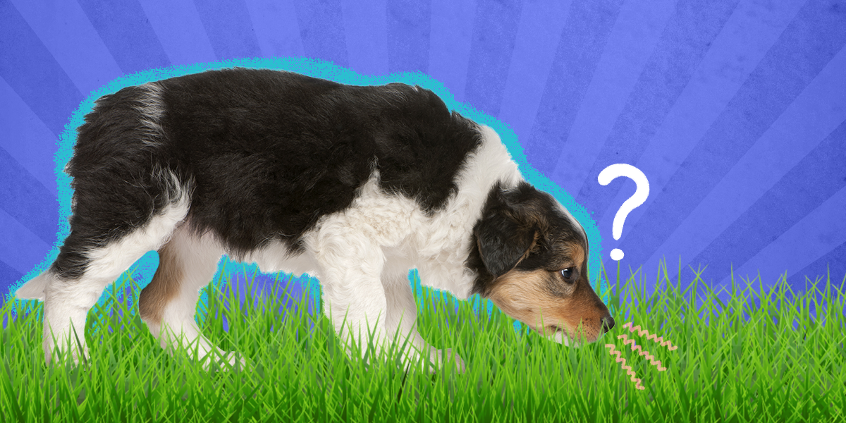 Your Dog’s Love Of Smelling Is A Dog Owner’s Lesson In Patience ...