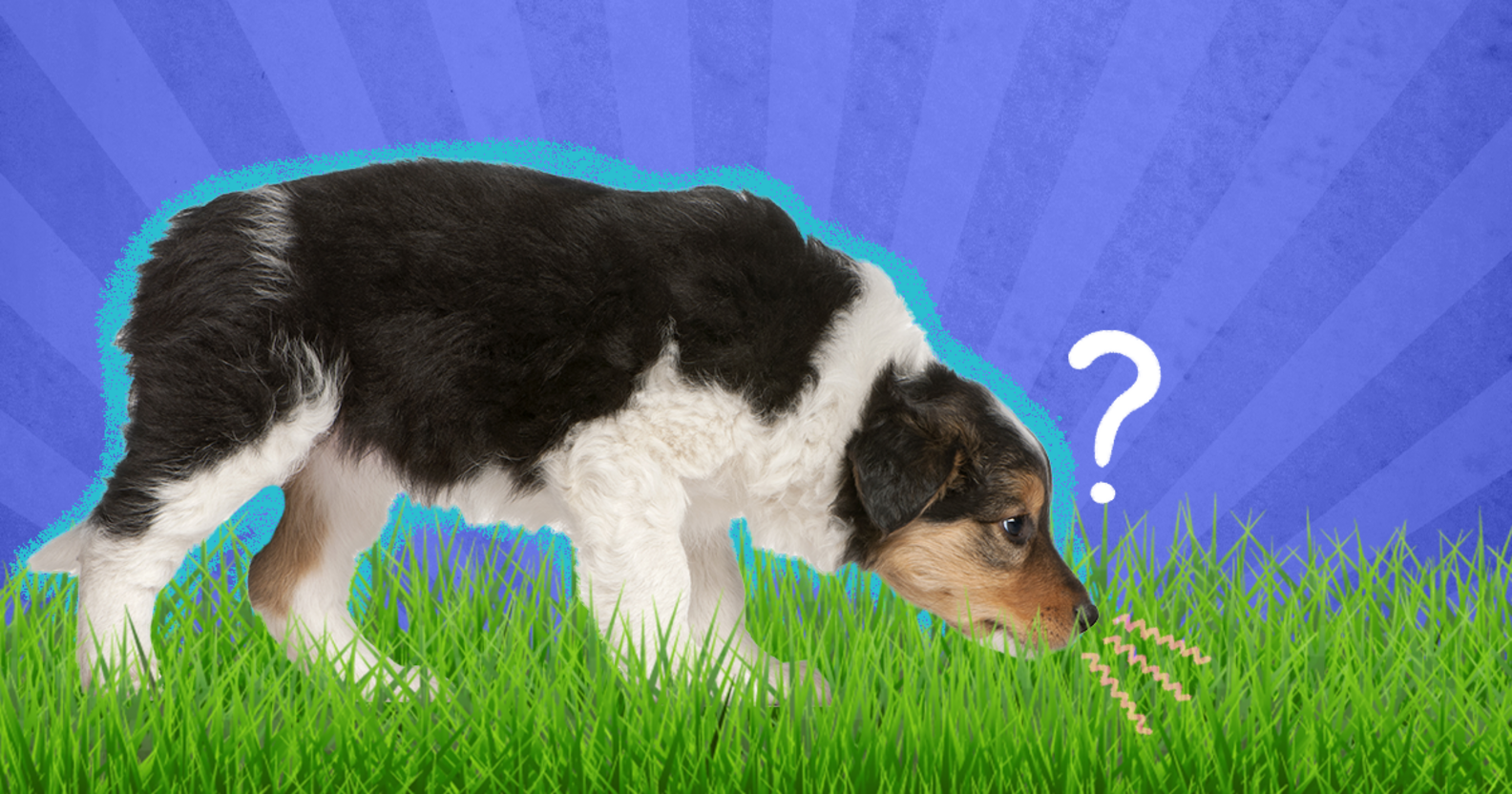 Your Dog’s Love Of Smelling Is A Dog Owner’s Lesson In Patience ...