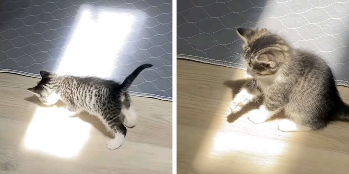 Watch This Curious Kitten Discover Her Very First Sunbeam - The Dodo