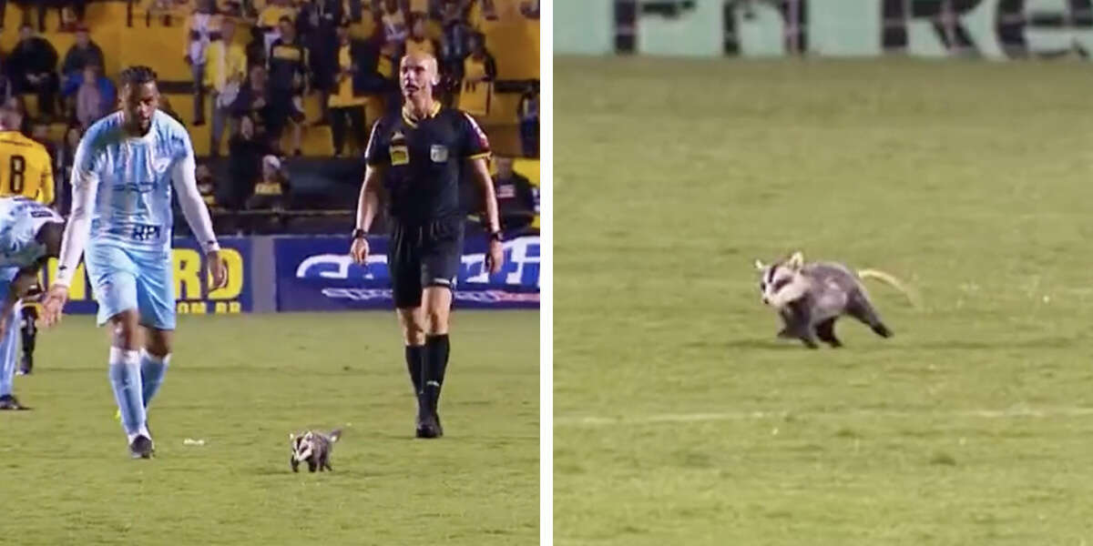 Soccer Crowd Goes Wild As Adorable Possum Waddles Onto The Field - The Dodo