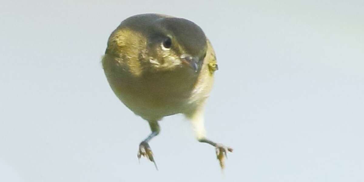 Guy Captures Photo Of Bird Without Wings - The Dodo