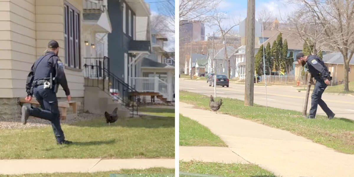 Cop Meets His Match While In Hot Pursuit Of A Lawless Chicken - The Dodo