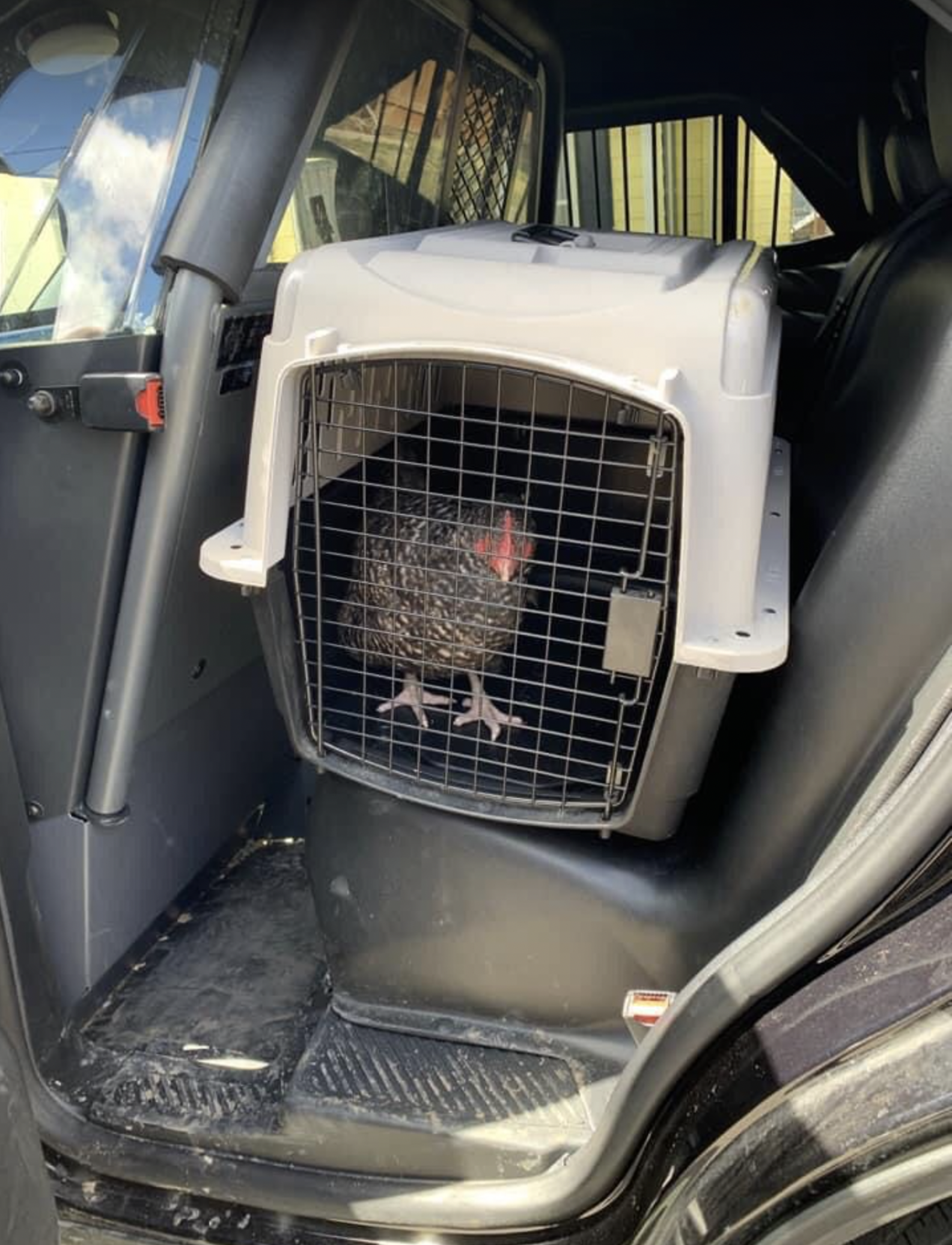 Cop Meets His Match While In Hot Pursuit Of A Lawless Chicken - The Dodo