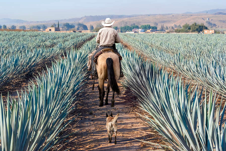 Ultimate Travel Guide to Guadalajara and the Tequila Trail - Thrillist