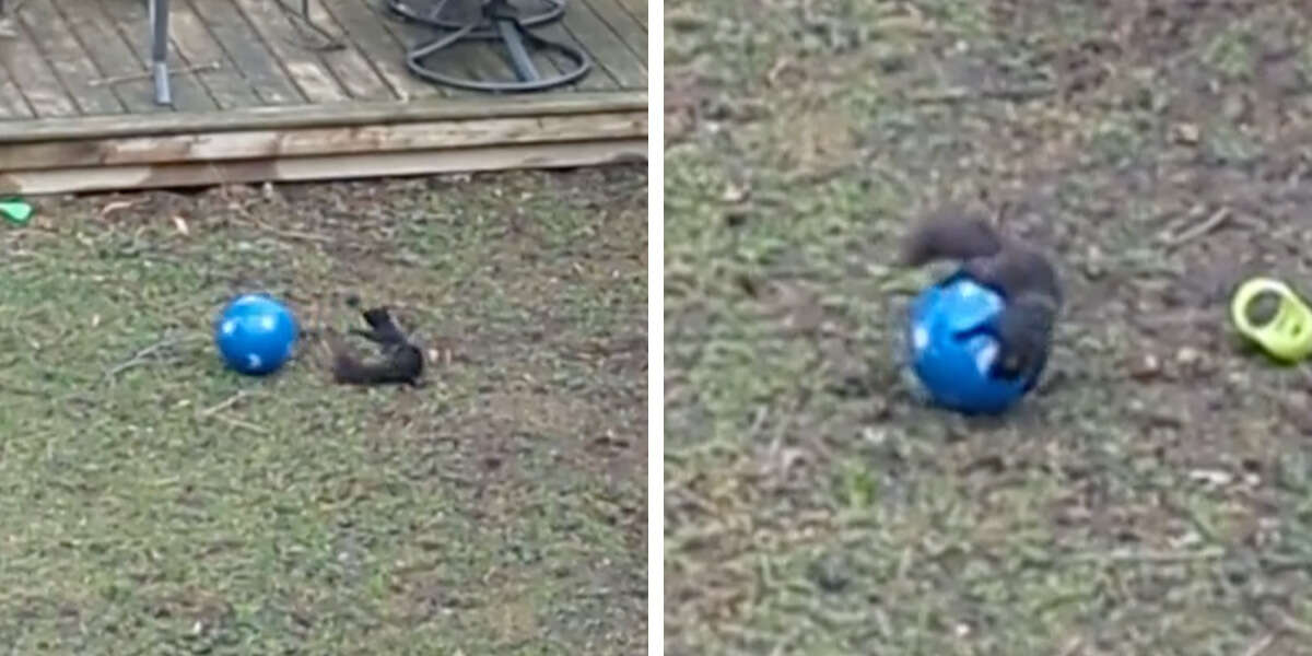 Camera Catches Squirrel Having A Blast With Kid’s Toy Left In Yard ...