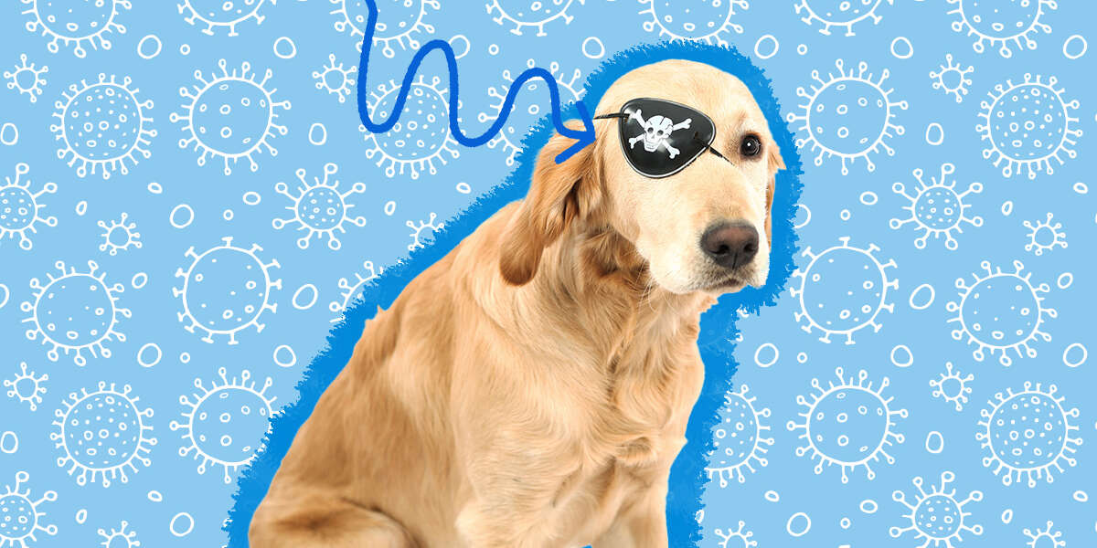 Dog Eye Infections: Causes, Symptoms And Treatments - DodoWell - The Dodo