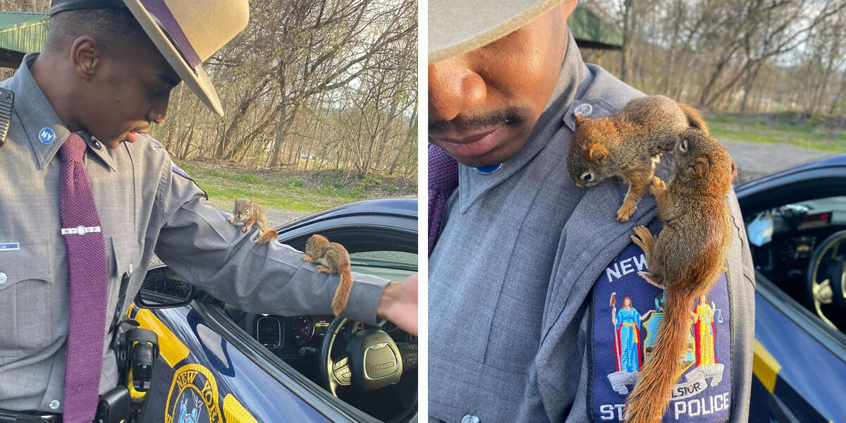 Kind Cop Stops Traffic And Ends Up Making Two Tiny New Friends - The Dodo