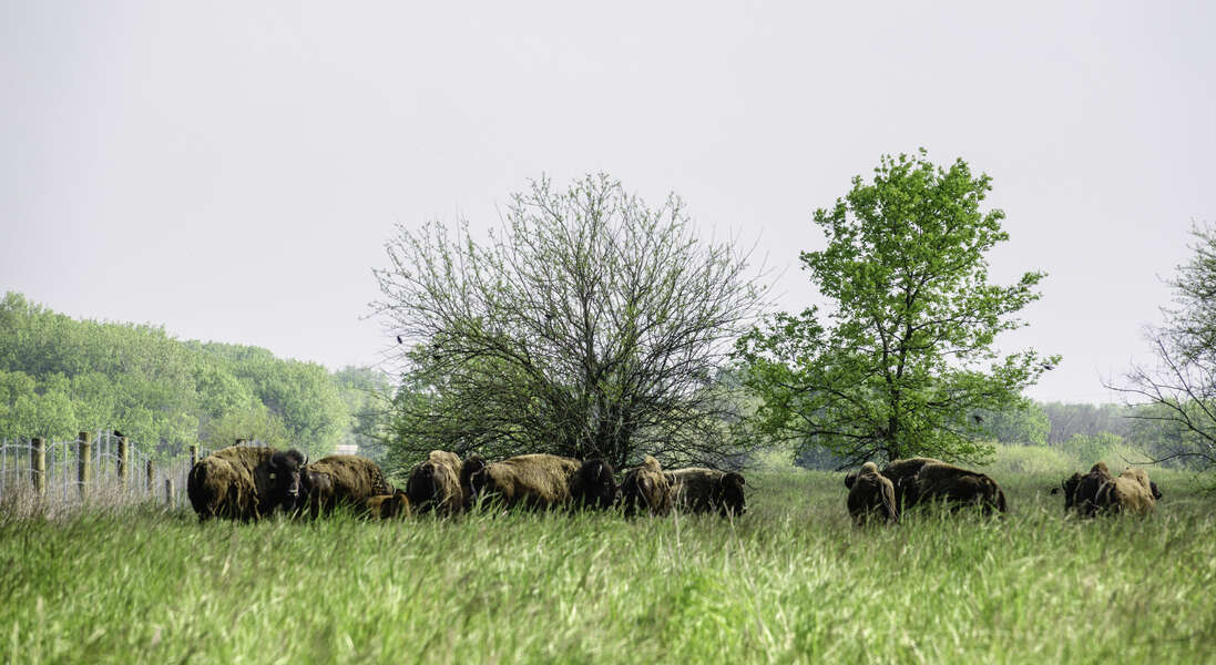 Midewin National Tallgrass Prairie: Wilmington, IL - Thrillist