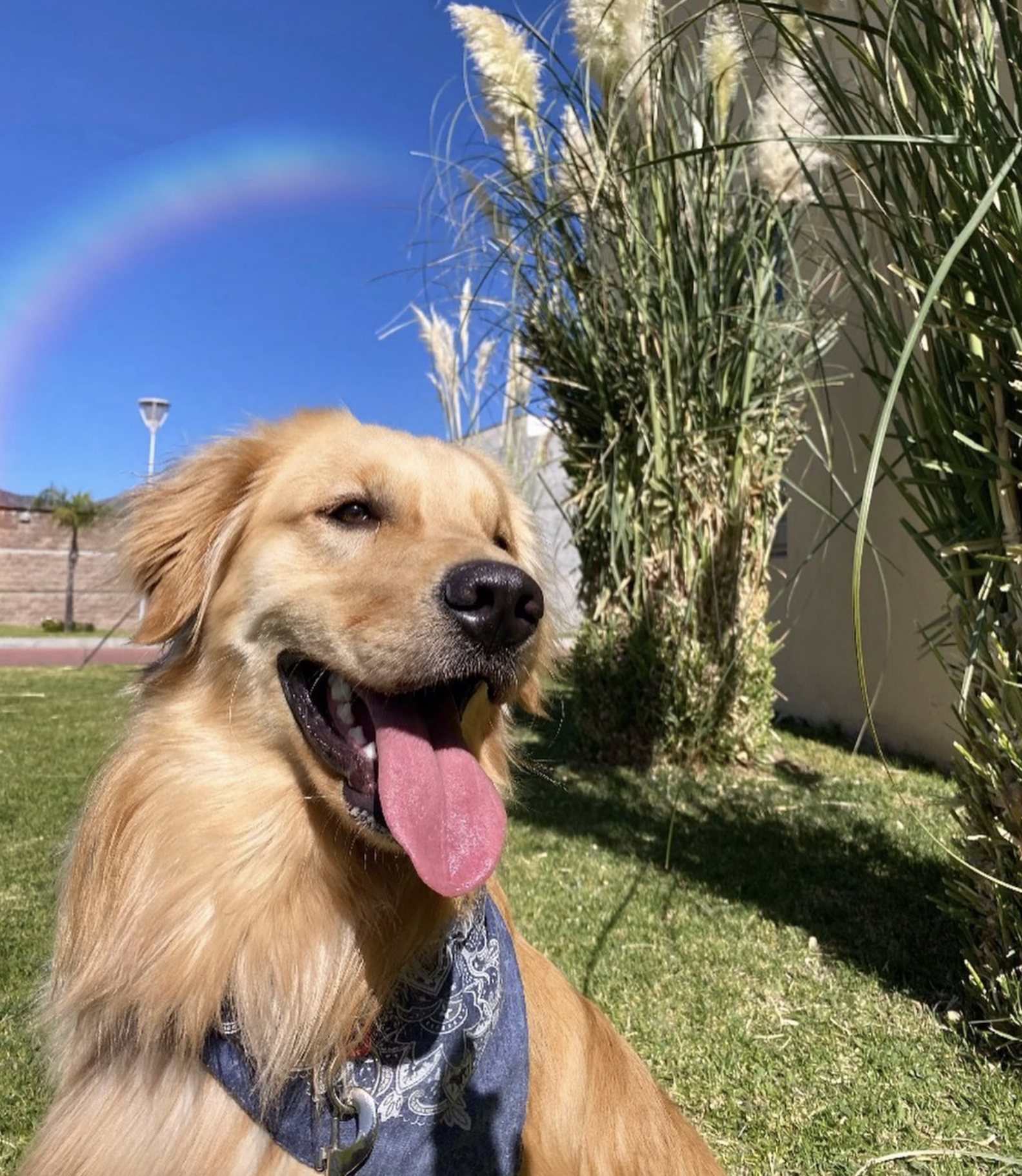 Woman Wakes Up To Find Dog Judging Her For Sleeping In - The Dodo