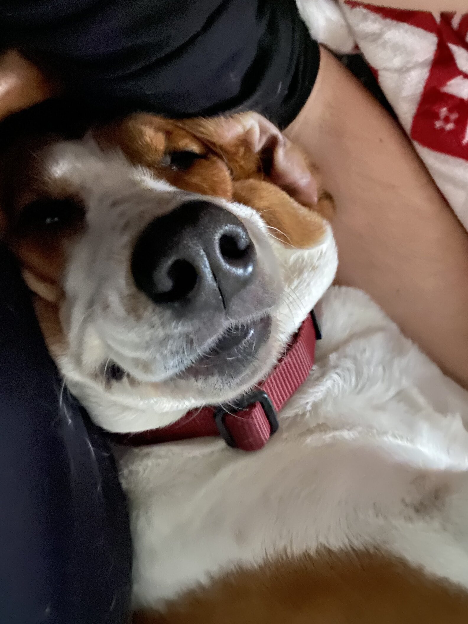 Rescue Dog Loves Her Nightly Bedtime Routine - The Dodo