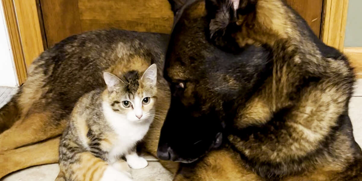 Four Pound Kitten Cozies Up To 85 Pound Brother - Videos - The Dodo