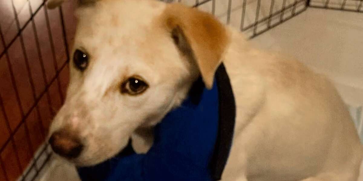 Labrador Who Was Too Scared To Leave His Crate Learns How To Be A Puppy ...