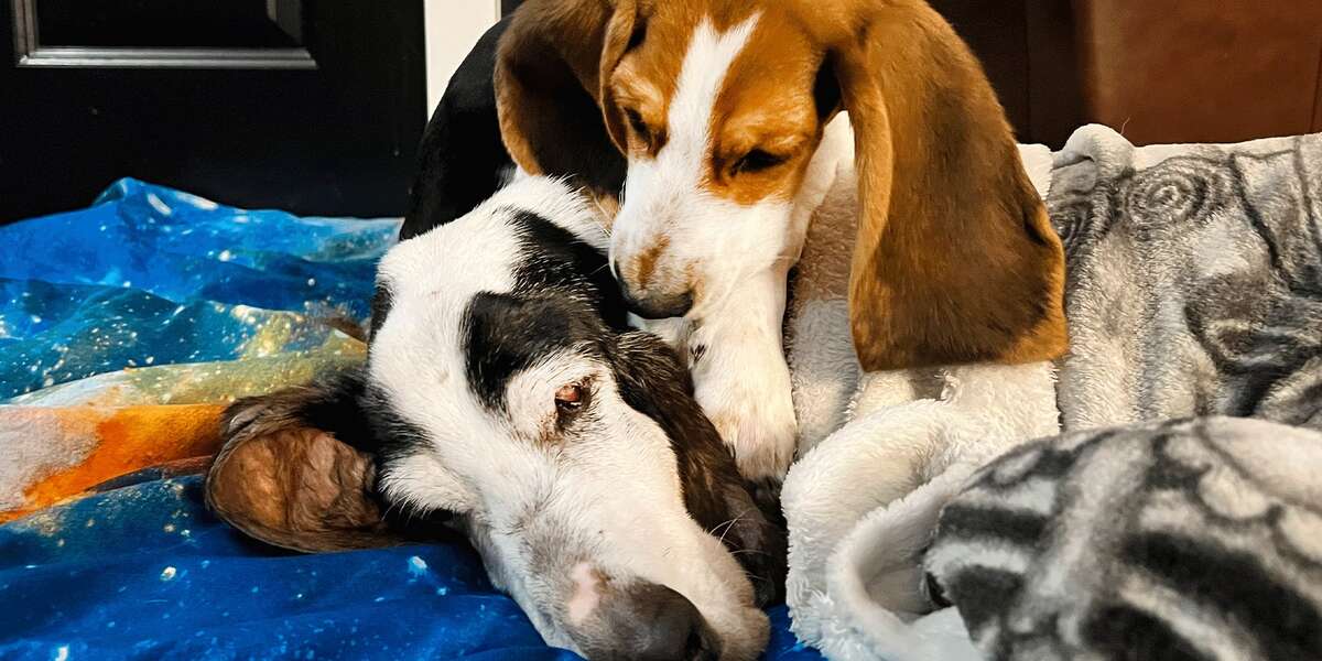 15-Year-Old Rescue Basset Hound Becomes Best Friends With A Basset ...