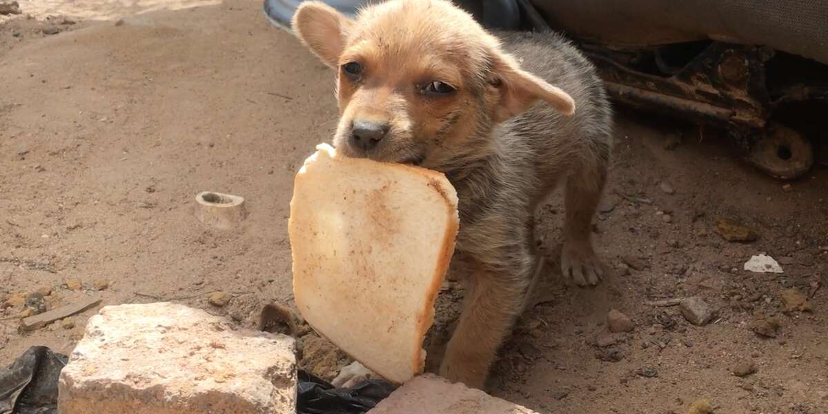Street Puppy Gets Rescued With A Piece Of Bread - Videos - The Dodo