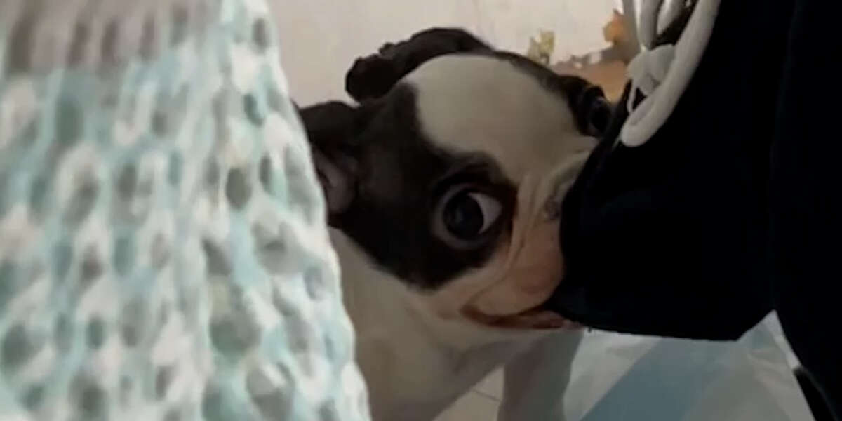 Watch This Five-Pound Frenchie Turn Into A Gremlin - Videos - The Dodo