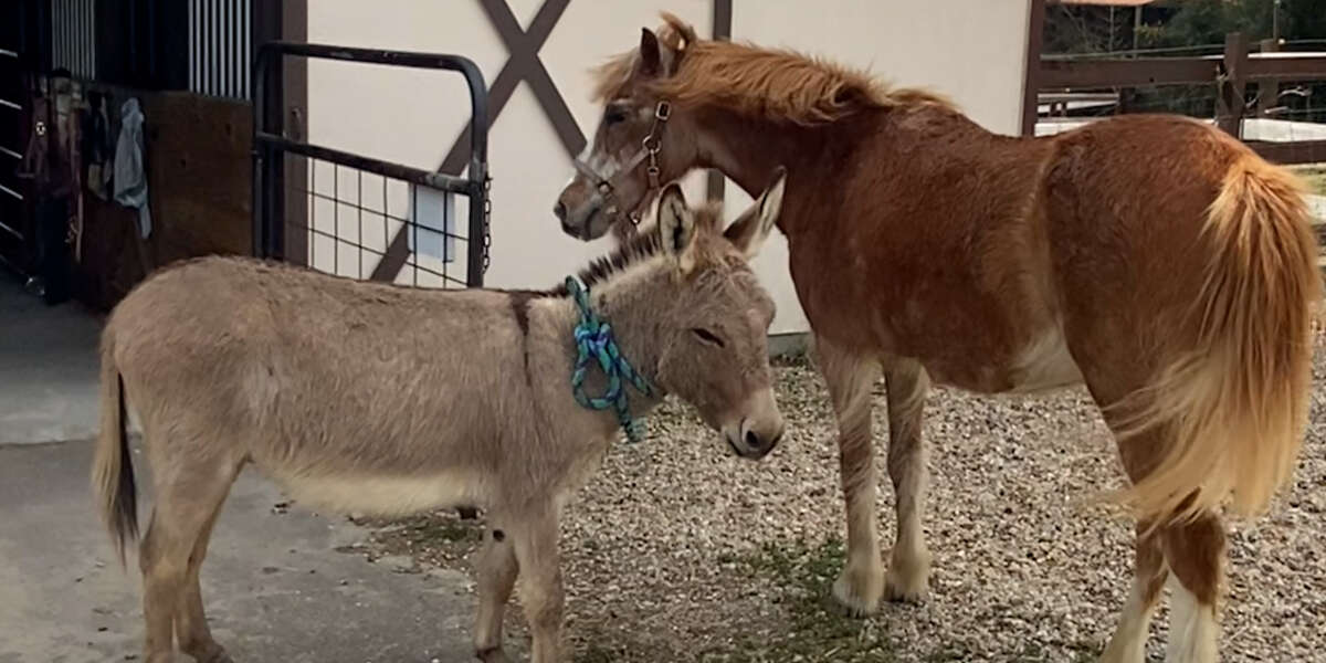 33-Year-Old Blind Pony Gets A Seeing-Eye Donkey - Videos - The Dodo
