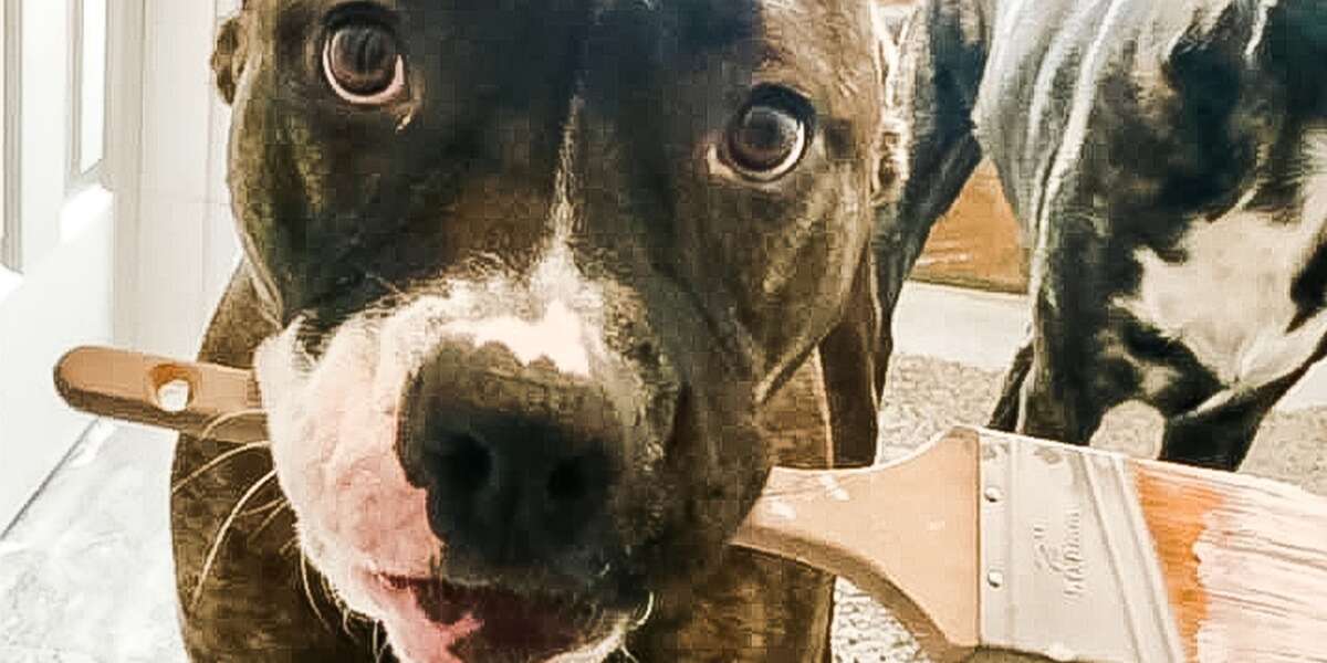 Rescue Pittie Is Her Mom's Biggest Helper - Videos - The Dodo