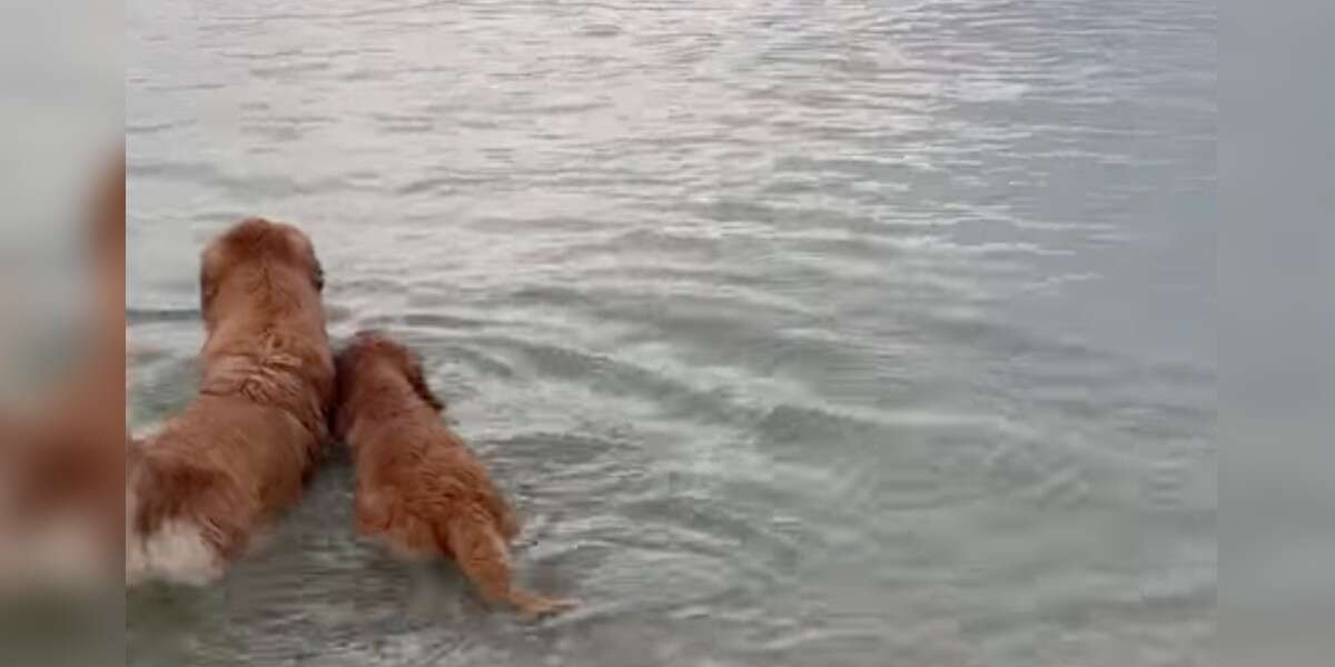 Dog Teaches Brother How To Swim - The Dodo
