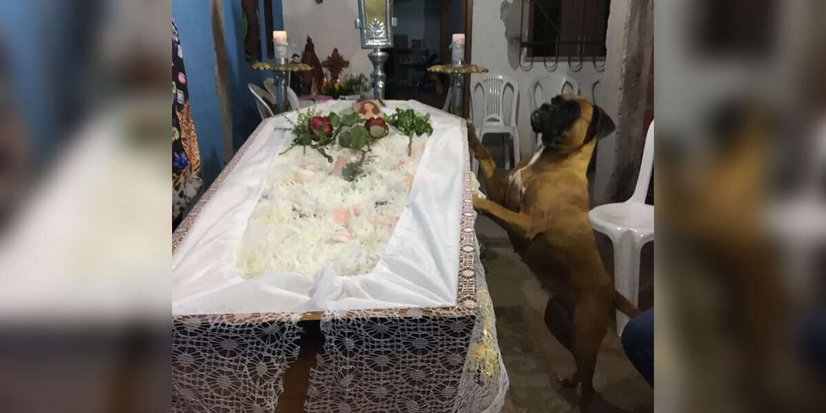 Do Dogs Get Sad If Their Owners Die? An Expert Weighs In - DodoWell ...