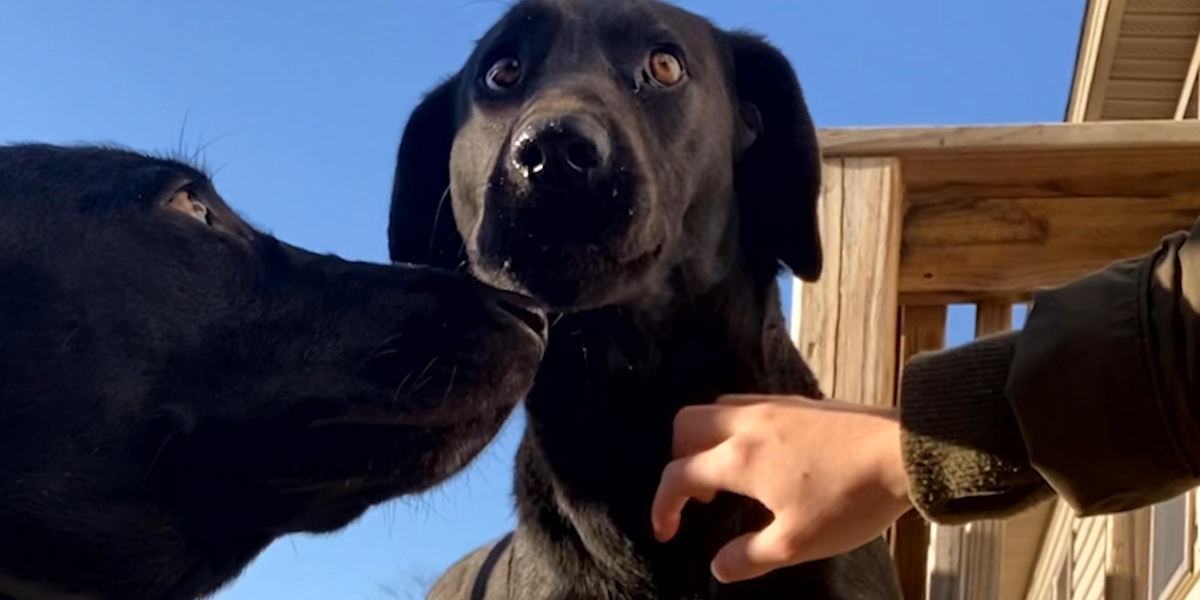 Woman Spends Weeks Getting A Stray Lab To Let Her Pet Him - Videos ...