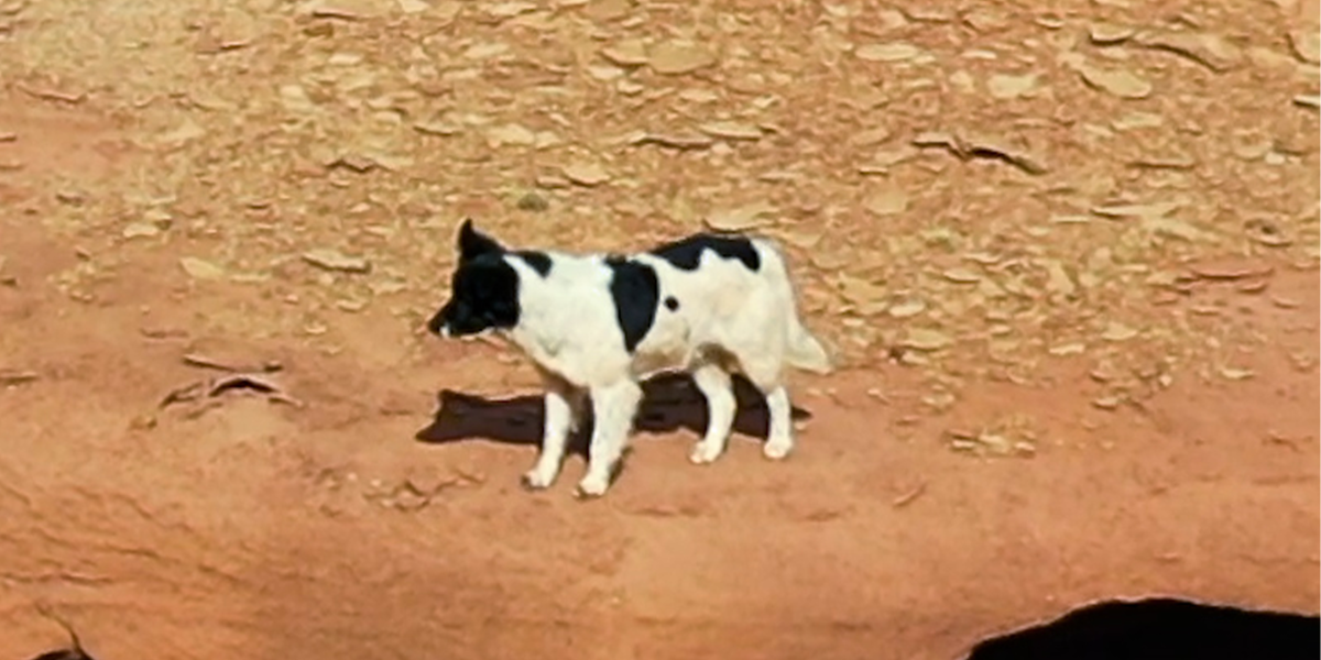 Guy Follows Stray Dog In The Desert For Four Days - Videos - The Dodo