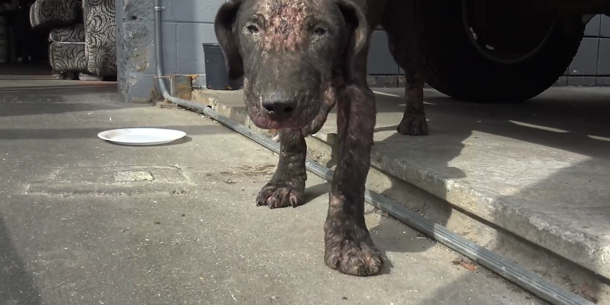 This Dog Transformation Is Everything - Videos - The Dodo