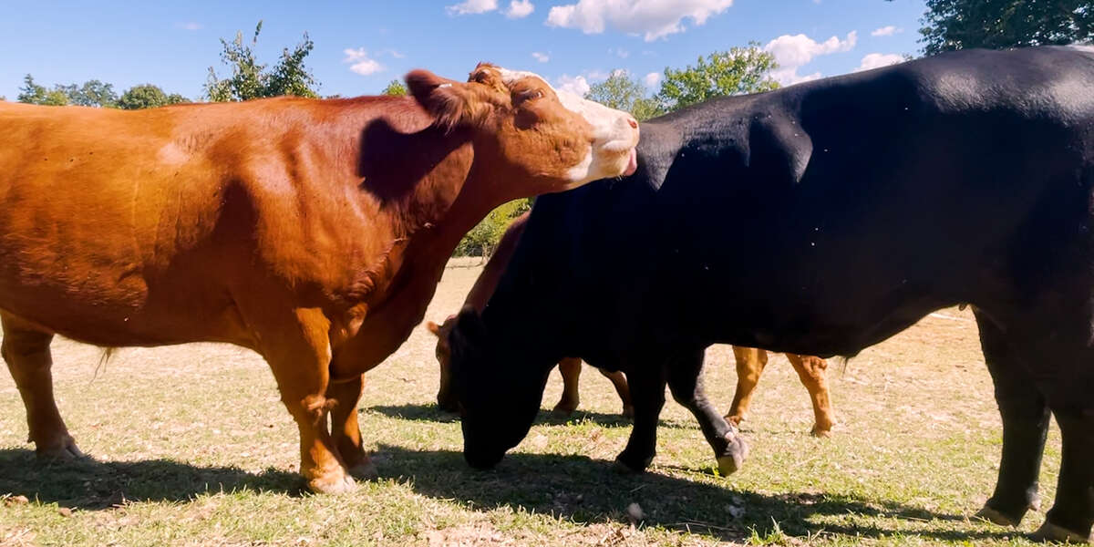 Brave Bull And His Brothers Escape The Slaughterhouse - Videos - The Dodo