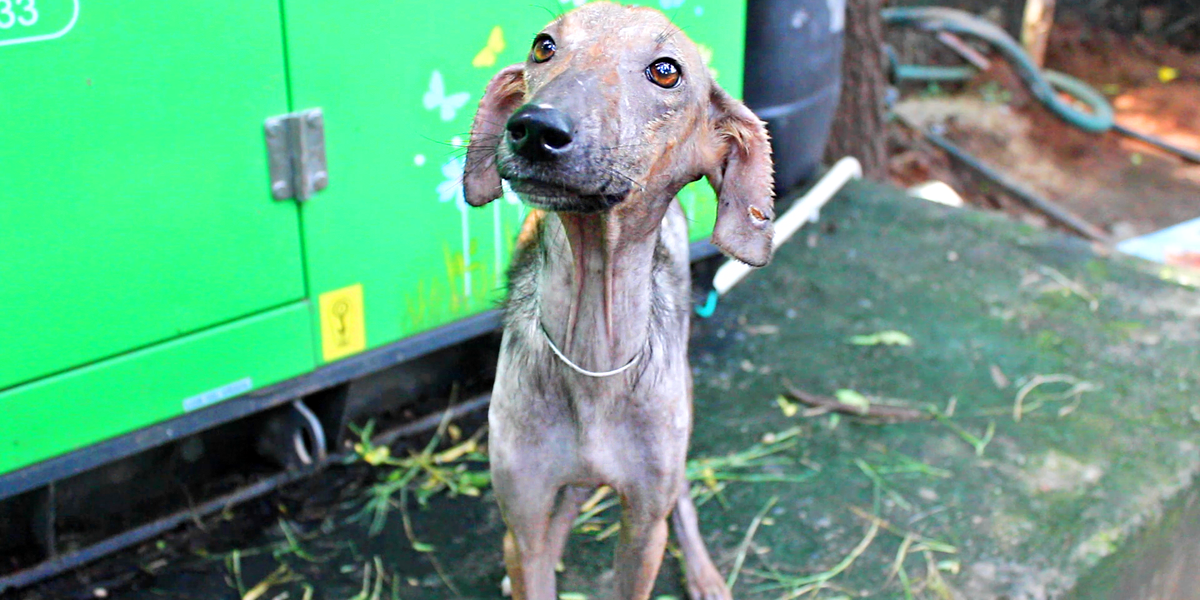 Everyone Thought This Rescue Dog Was A Senior Until... - Videos - The Dodo