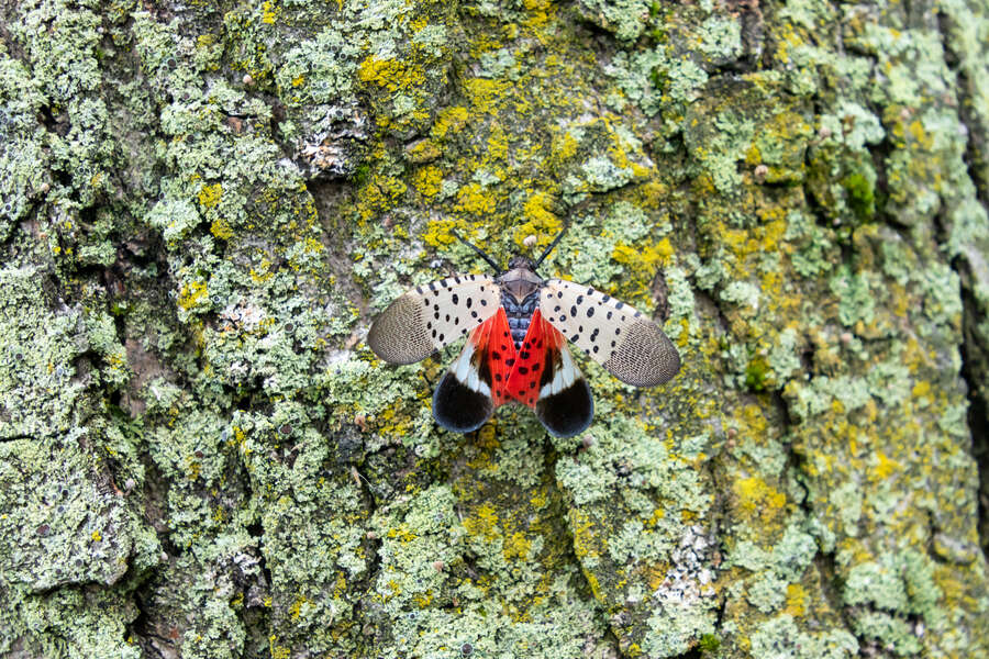 Here's How to Deal with Invasive Spotted Lanternflies - Thrillist
