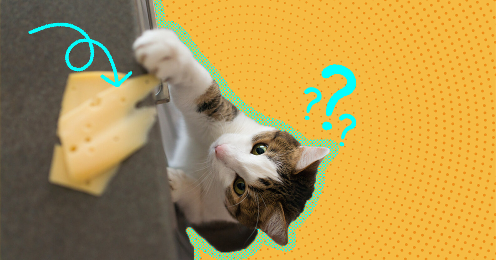 Can Cats Eat Cheese? And What Amount Is Safe? - DodoWell - The Dodo