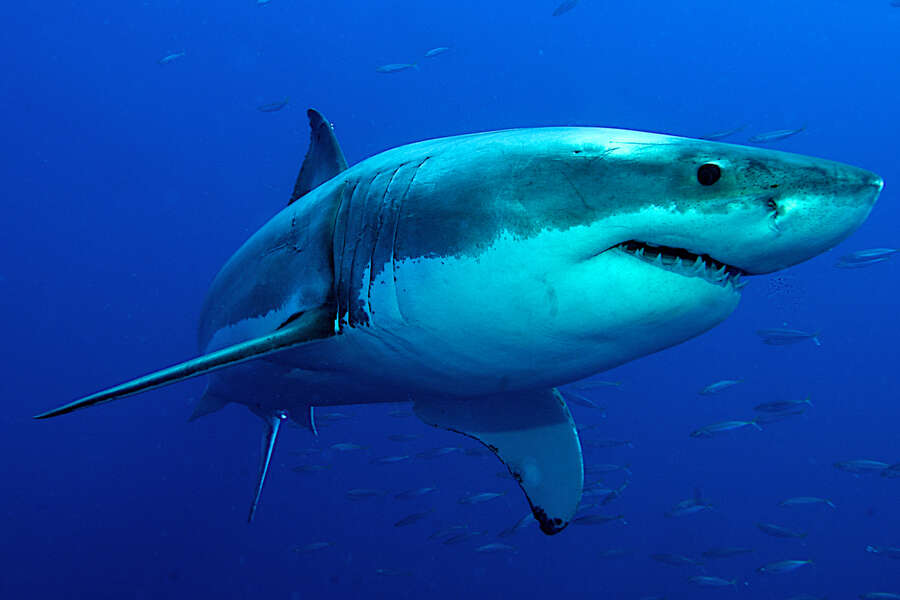 1 000 Pound Great White Shark Spotted Off The Jersey Shore Thrillist