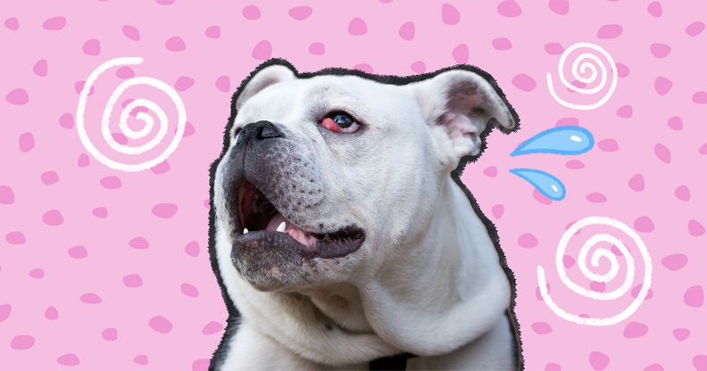 Cherry Eye In Dogs: Here’s What To Look Out For, According To A Vet ...