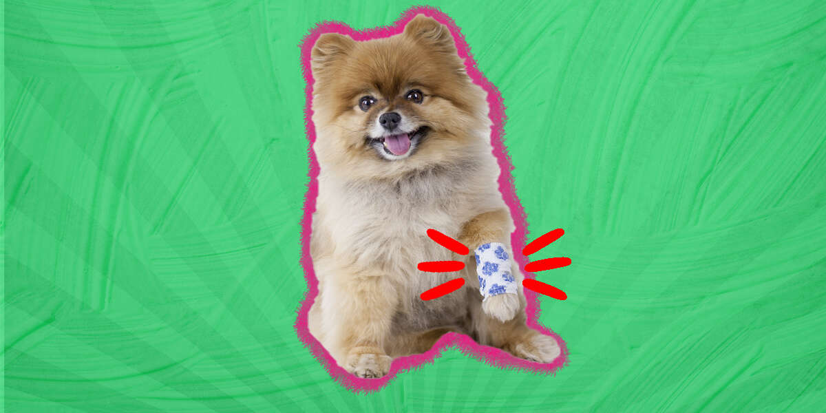 Dog Limping: Common Reasons And The Best Ways To Treat It, According To ...