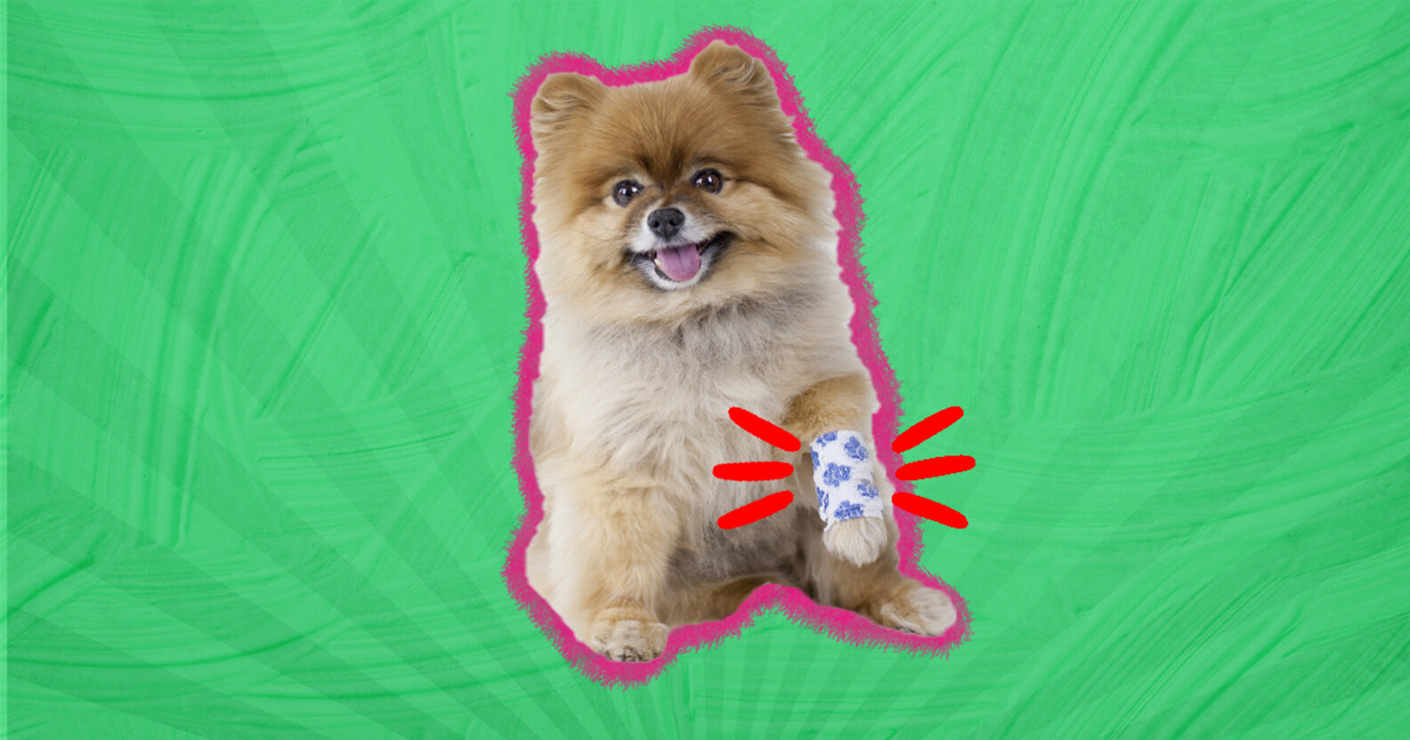 Dog Limping: Common Reasons And The Best Ways To Treat It, According To ...