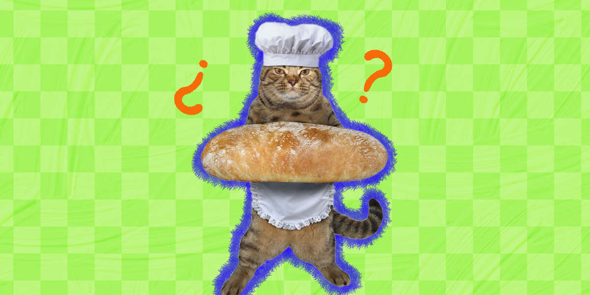 Can Cats Eat Bread? And Is It Safe For Them? - DodoWell - The Dodo