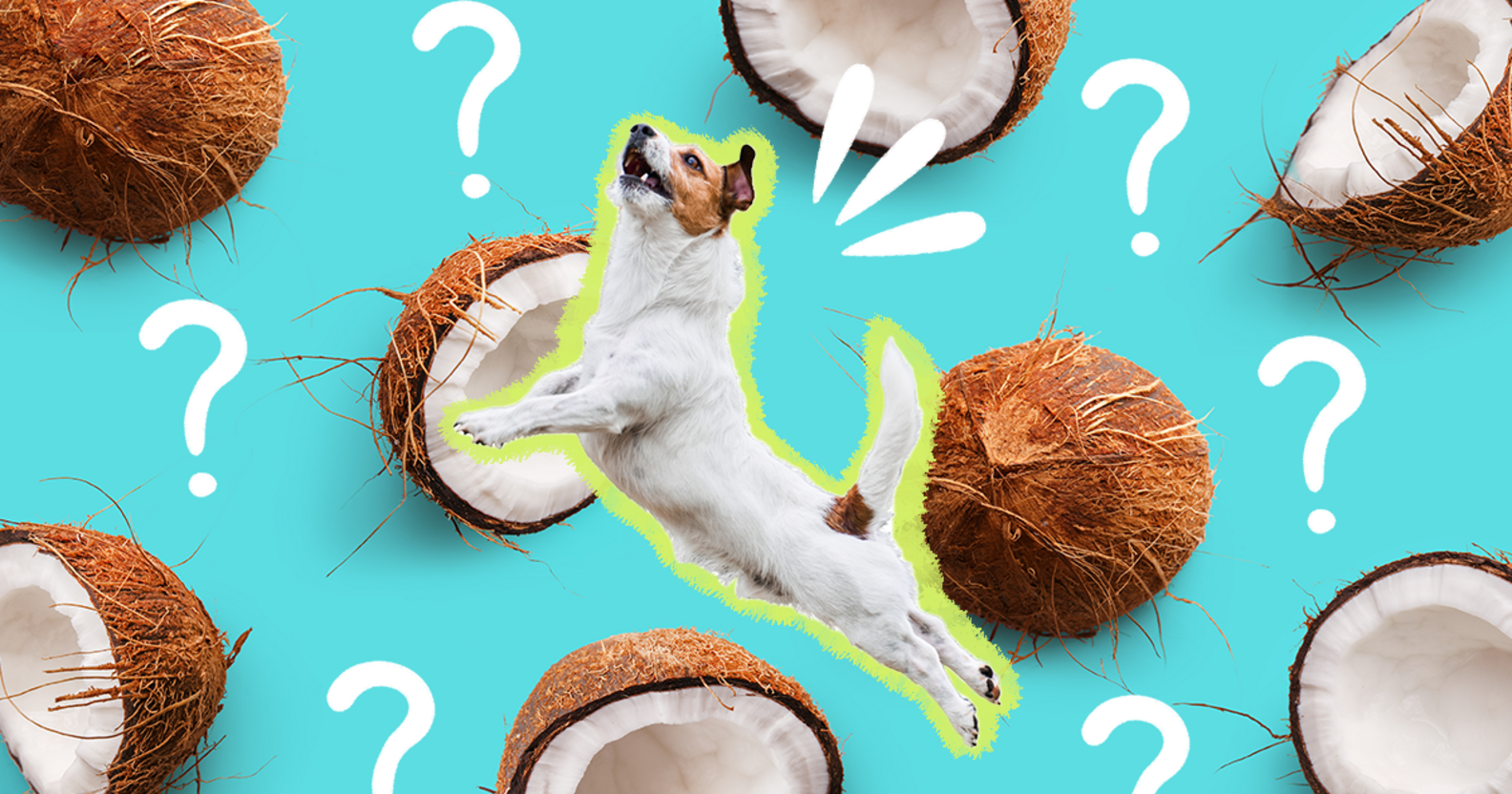 Can Dogs Eat Coconut? And What Amount Is Safe? - DodoWell - The Dodo