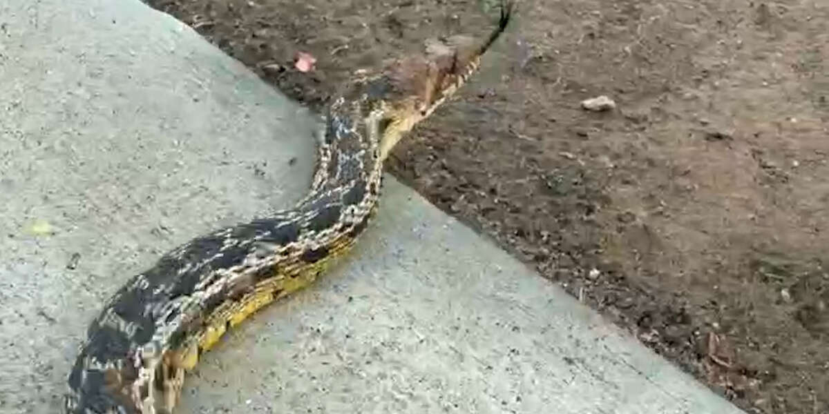 Guy Saves Snake And Kisses Him Bye - Videos - The Dodo