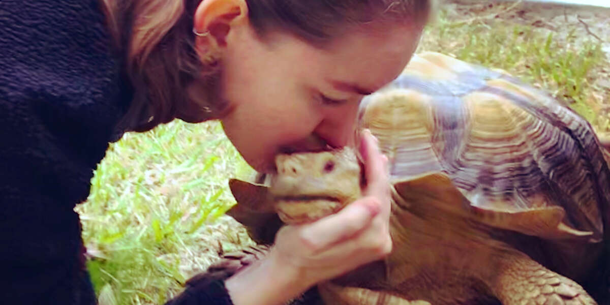 NYC Tortoise Goes Off To "College" - Videos - The Dodo