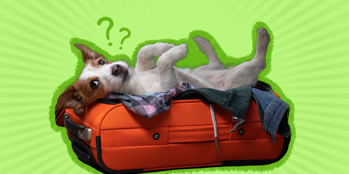 Traveling With Dogs: Everything You Need To Know - DodoWell - The Dodo