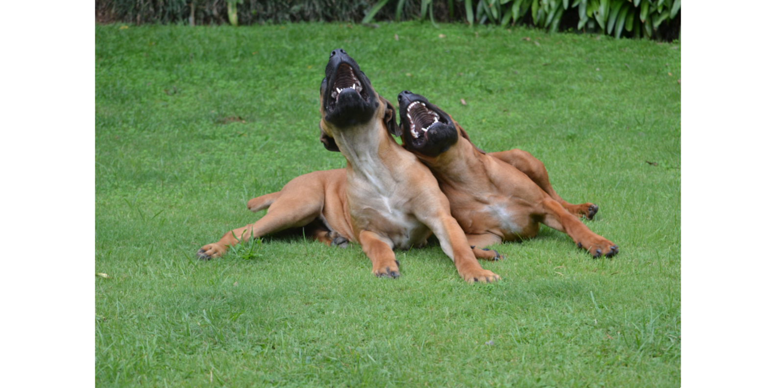 Do Dogs Smile? (And What About Laughing?) - DodoWell - The Dodo