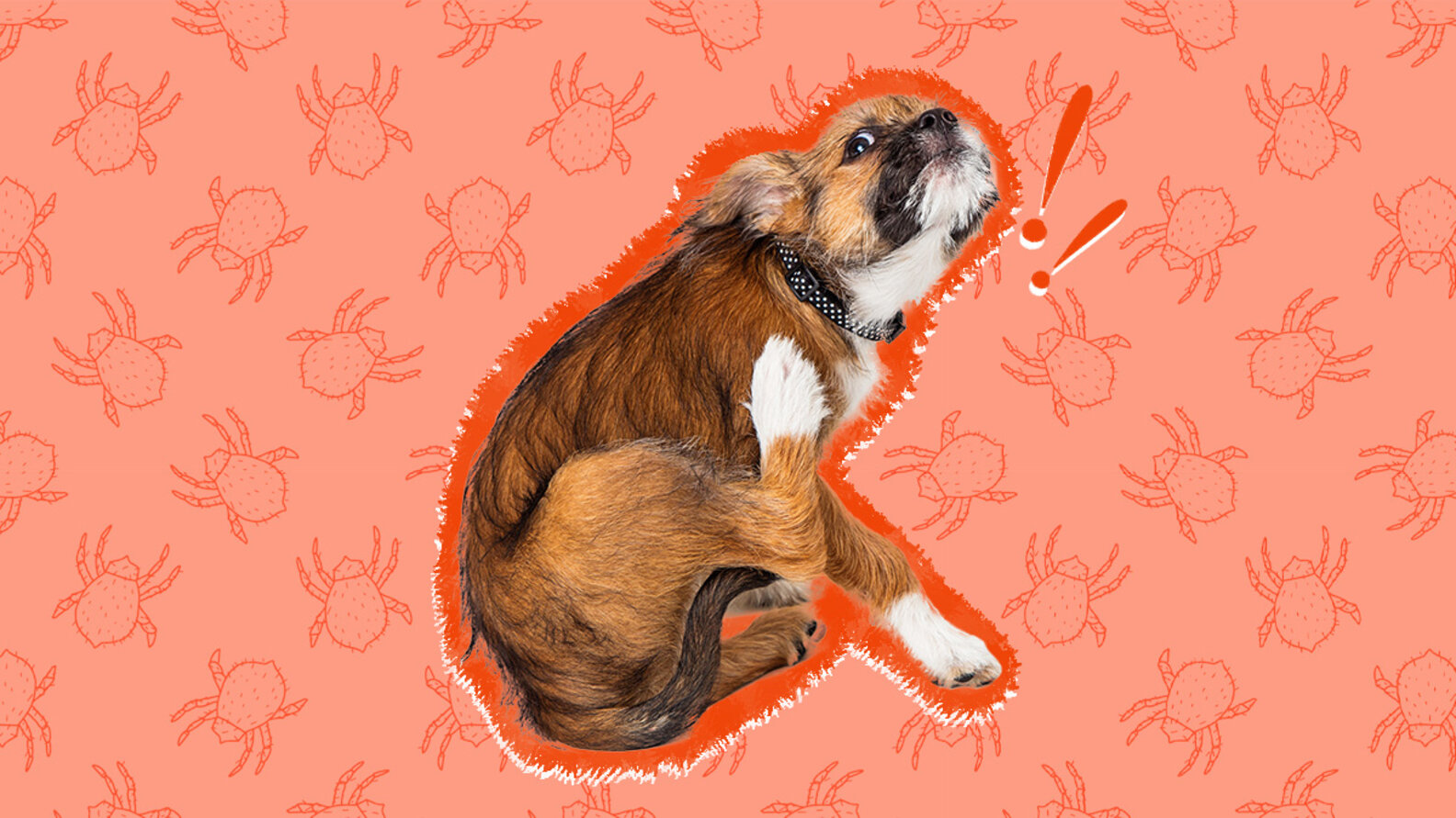 Ticks On Dogs: What Vets Want You To Know About Symptoms, Treatment and ...