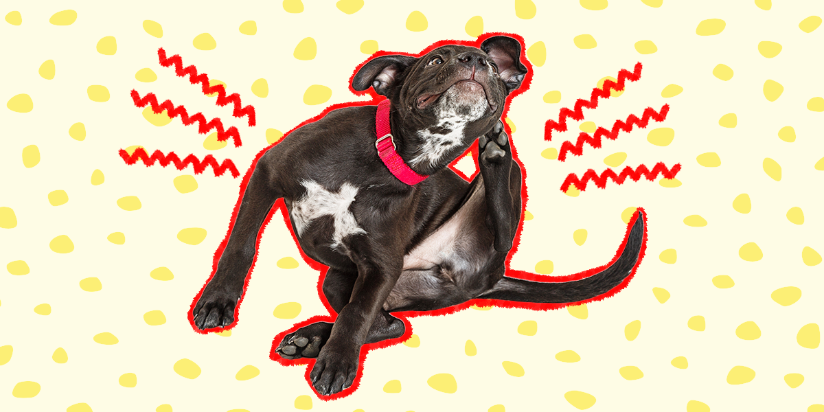Dog Skin Allergies: Common Symptoms And Vet-Recommended Treatment ...