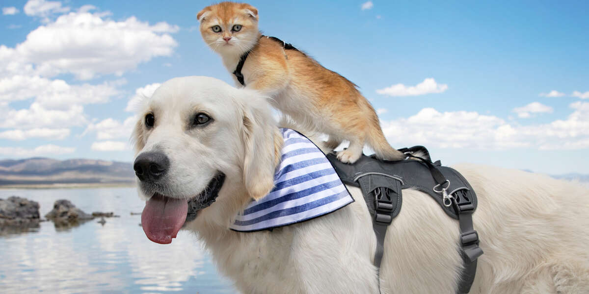 Service Dog Didn't Know How To Play Until He Met This Tiny Kitten ...