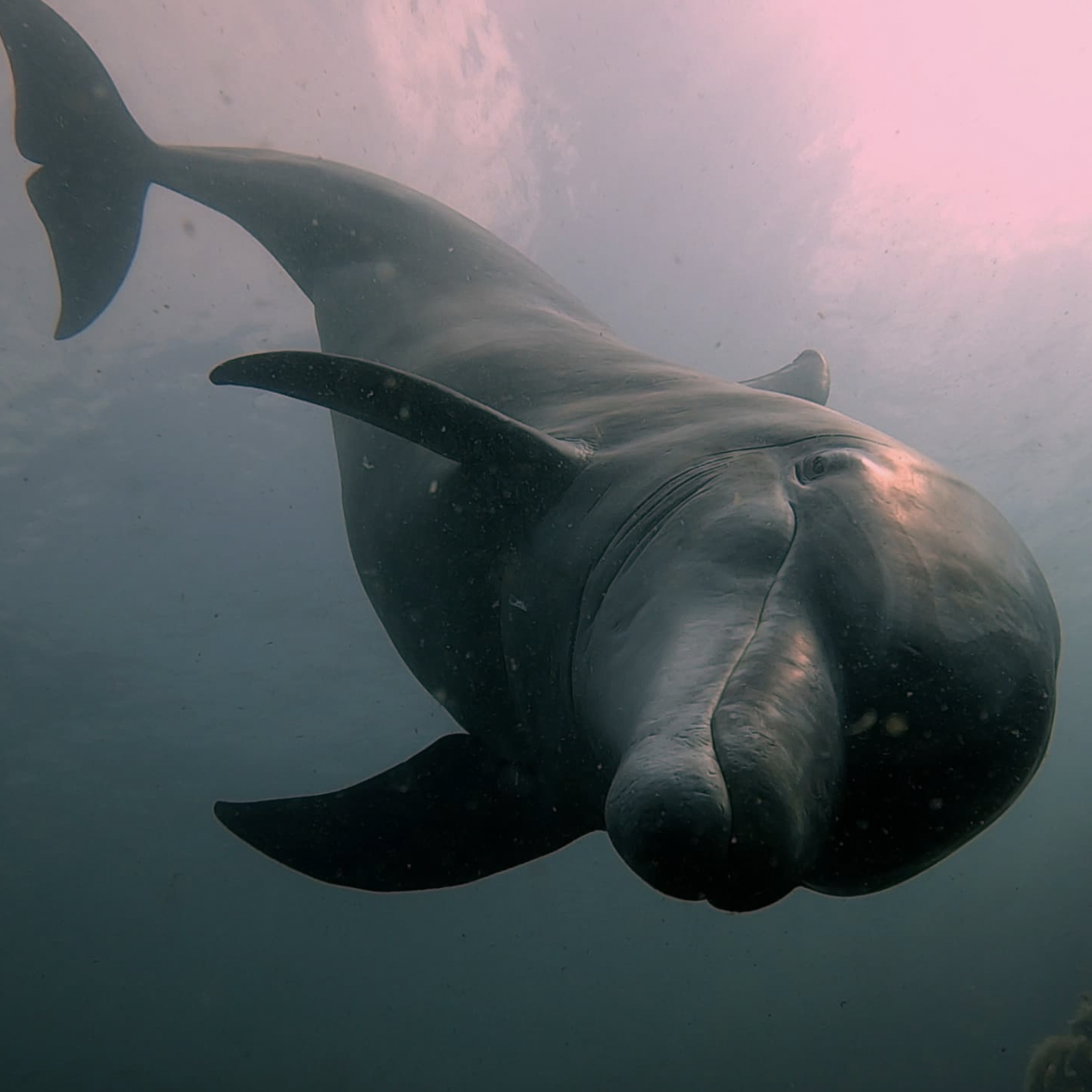 Wild Dolphin Befriends Diver And Invites Him To Play Fetch - The Dodo