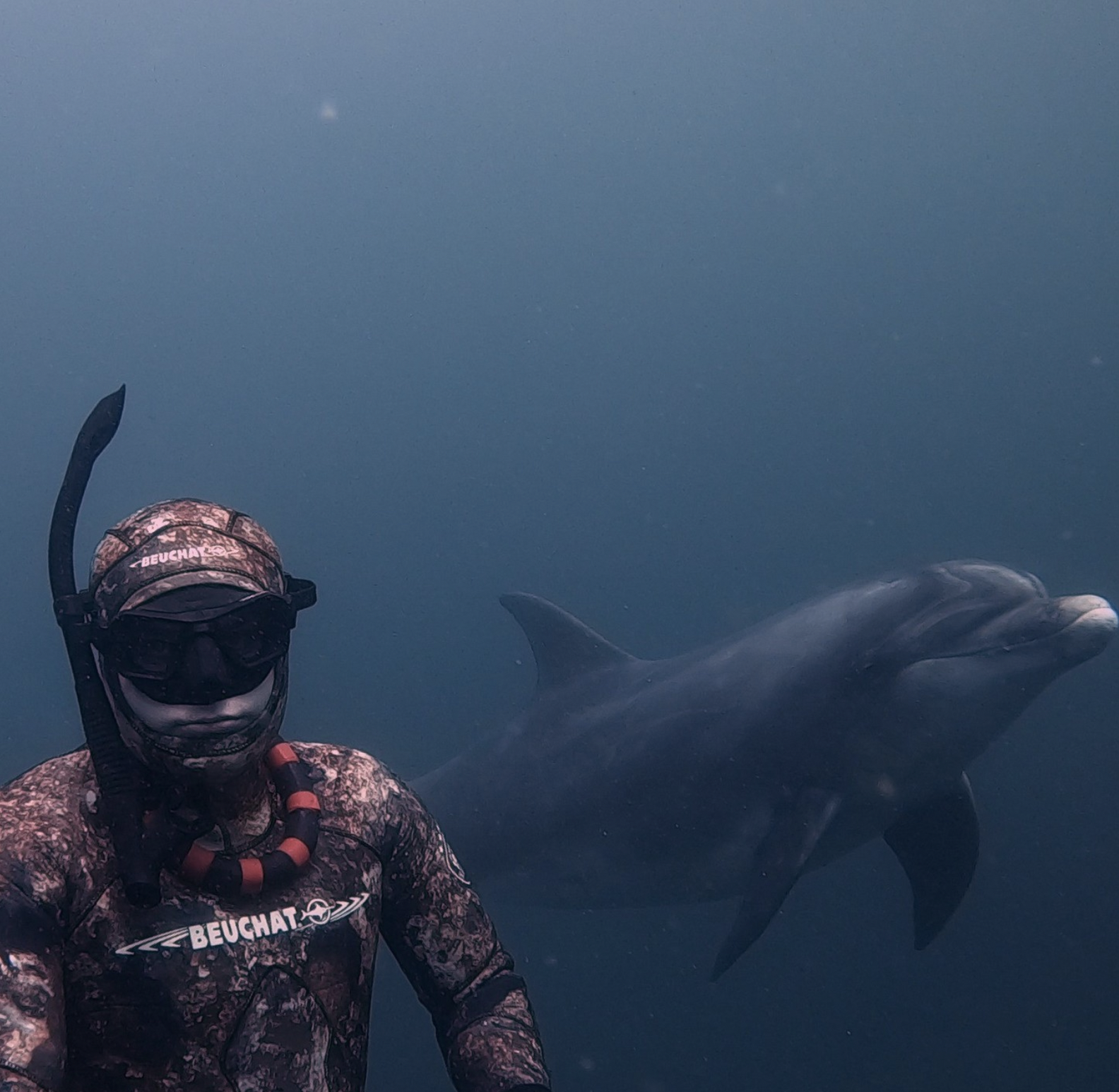 Wild Dolphin Befriends Diver And Invites Him To Play Fetch - The Dodo