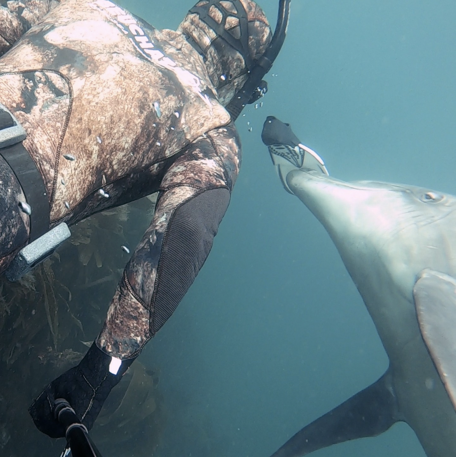 Wild Dolphin Befriends Diver And Invites Him To Play Fetch - The Dodo