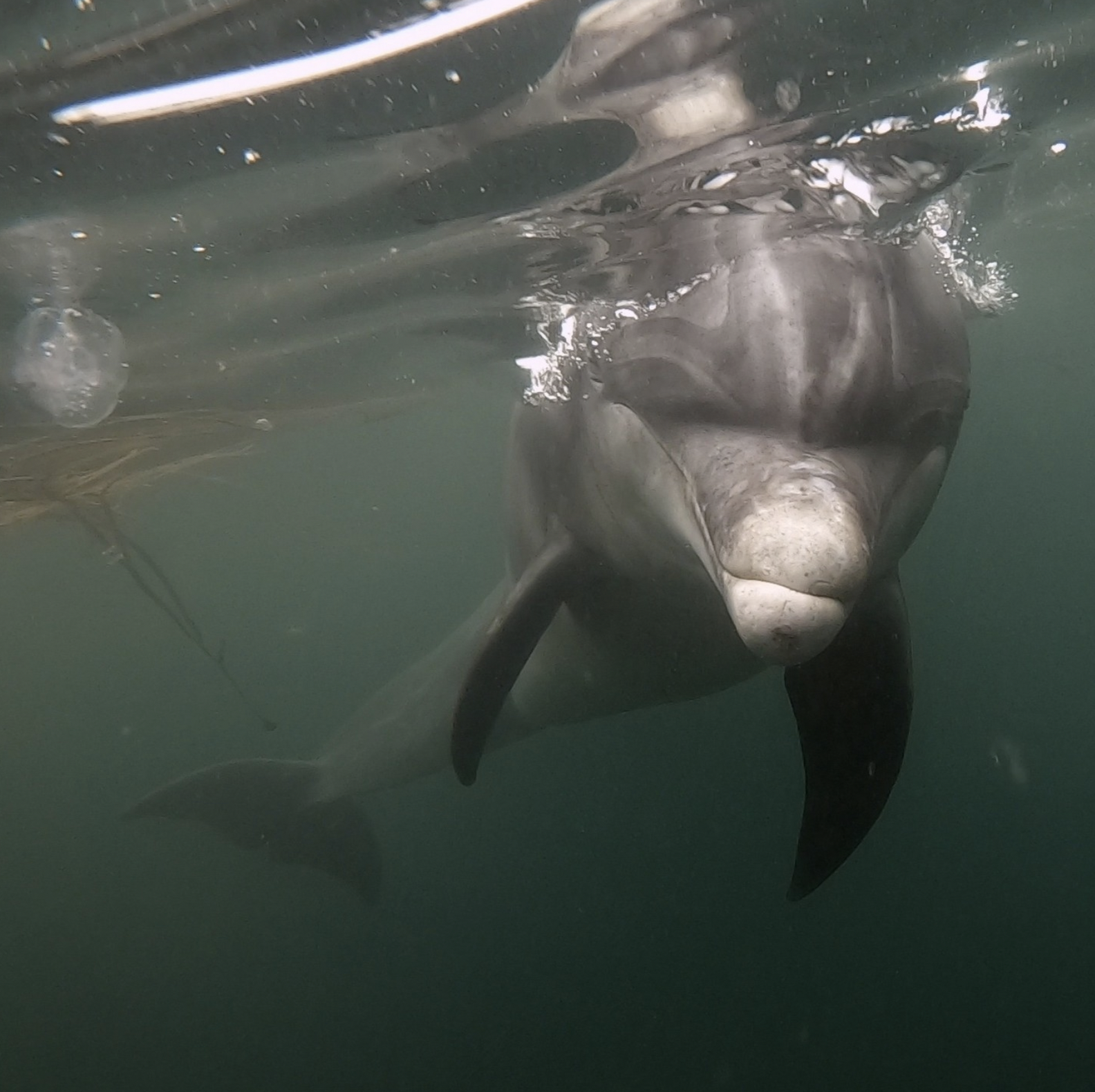 Wild Dolphin Befriends Diver And Invites Him To Play Fetch - The Dodo