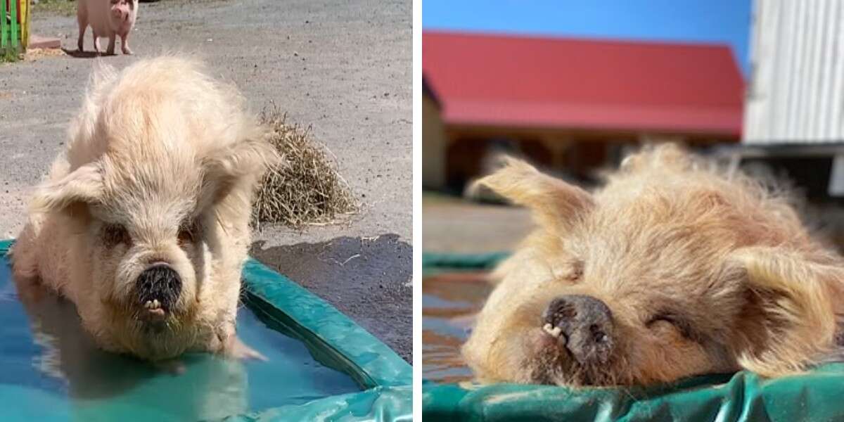 Rescue Pig Loves Her New Pool And Stays For Hours - The Dodo