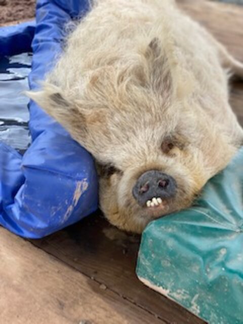 Rescue Pig Loves Her New Pool And Stays For Hours - The Dodo